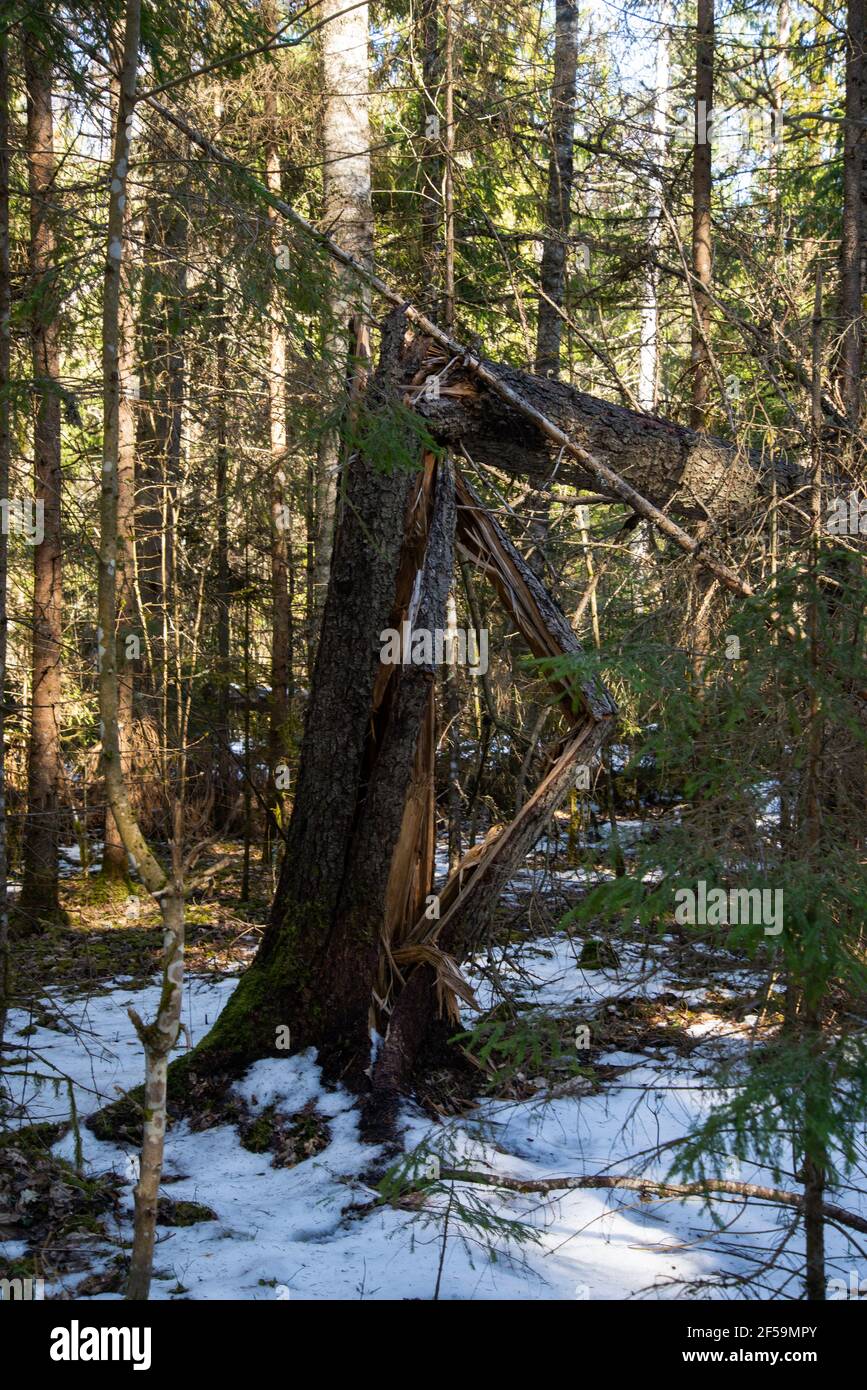 Broken tree with cracked bark in the forest between green conifers and ...