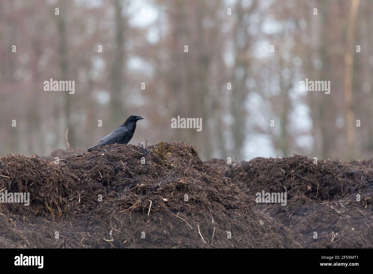 Bird eating garbage hi-res stock photography and images - Alamy