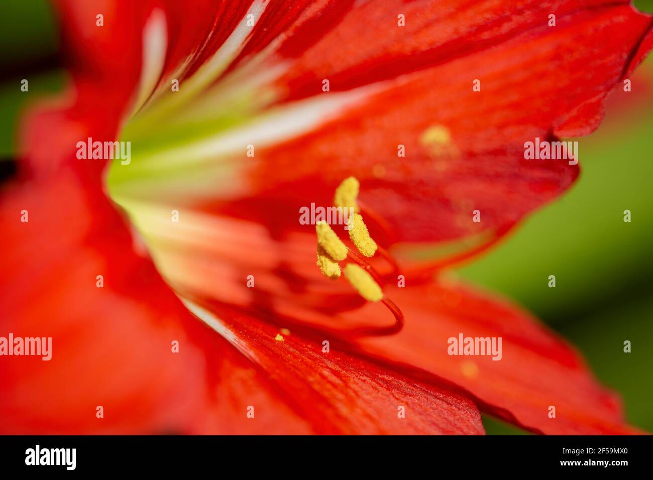 Lily amaryllis hi-res stock photography and images - Alamy