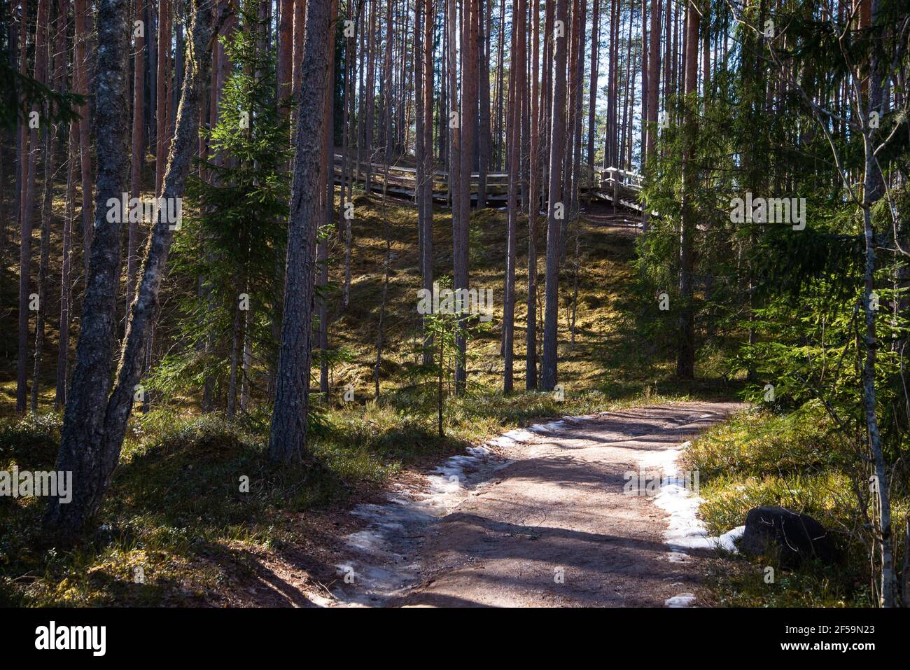 empty forest road for walks with green conifers and visible wooden ...