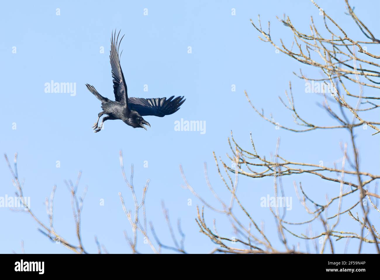 A northern Raven( Corvus corax) flying and calling aggressively with ...