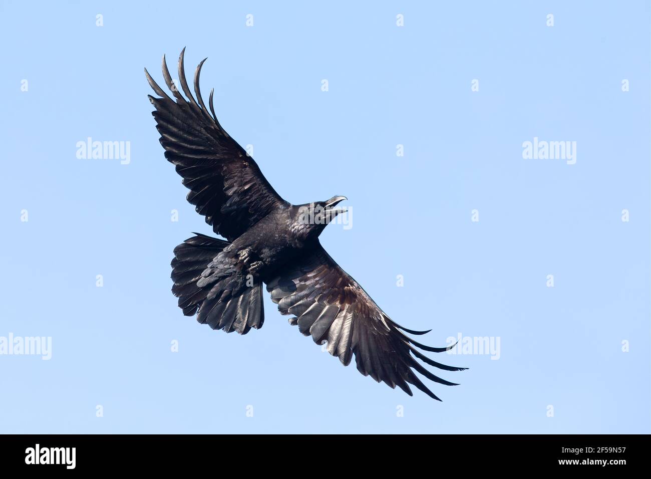 A northern Raven( Corvus corax) flying and calling aggressively with ...