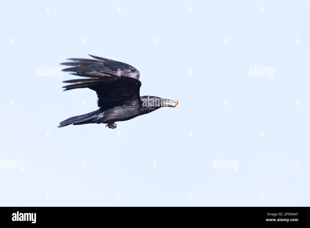 Common raven corvus corax flapping hi-res stock photography and images ...