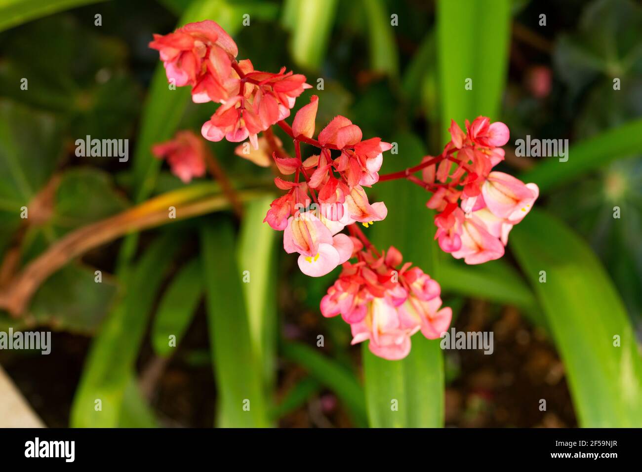 Begonia tree hi-res stock photography and images - Alamy