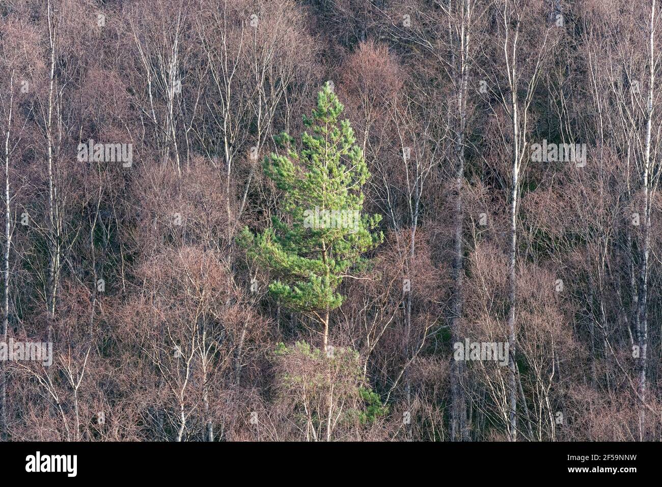 Evergreen tree hi-res stock photography and images - Alamy