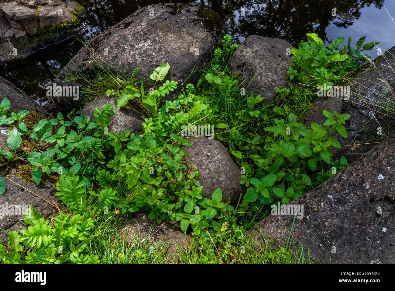 Big granite rock stone, natural in nature Stock Photo - Alamy