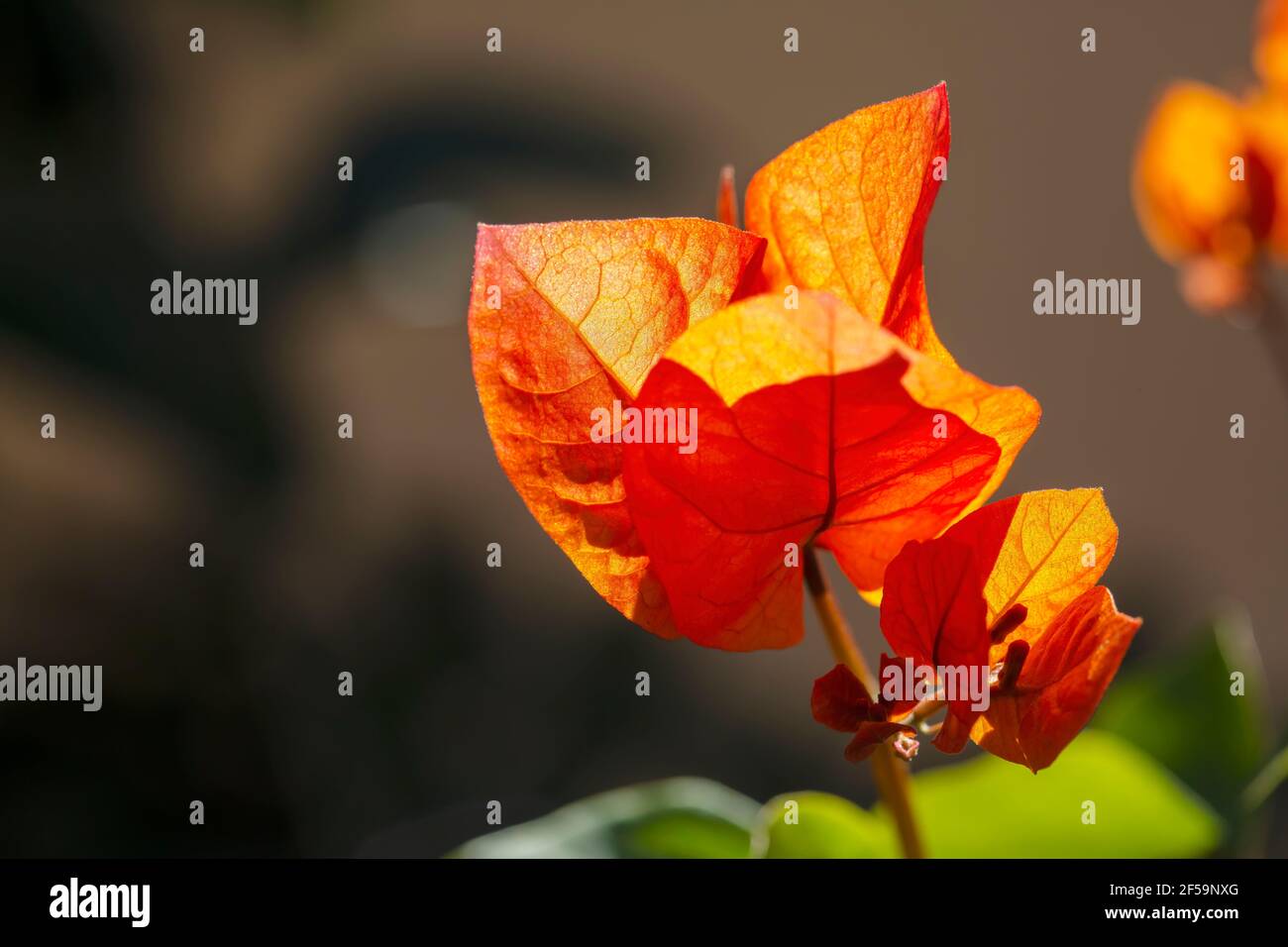 macro photography of bougainvillea (Caryophyllales) flowers Stock Photo ...