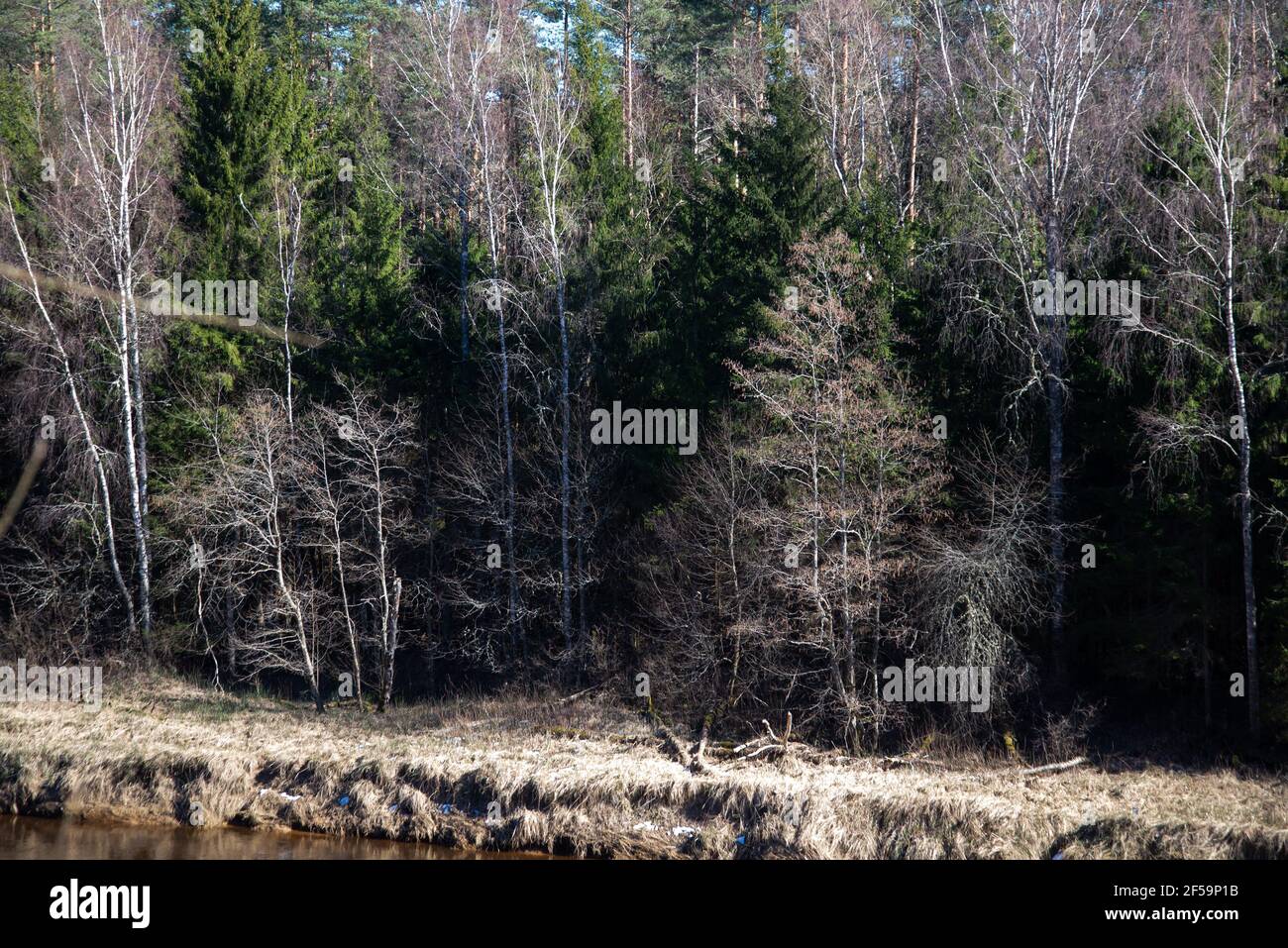 scenic spring river view in forest with green foliage tree leaf and low ...