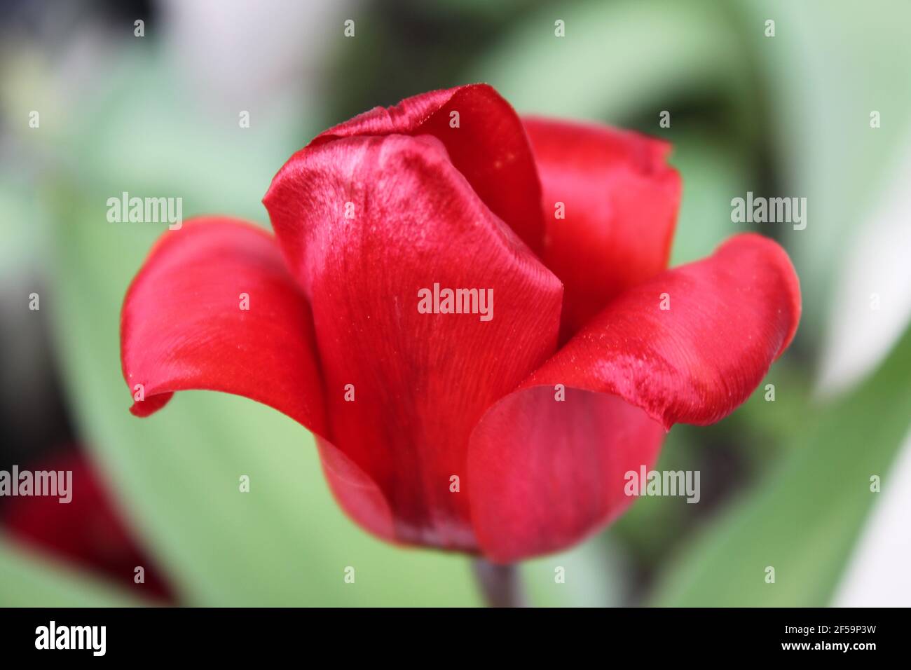 Planting dwarf tulips hi-res stock photography and images - Alamy