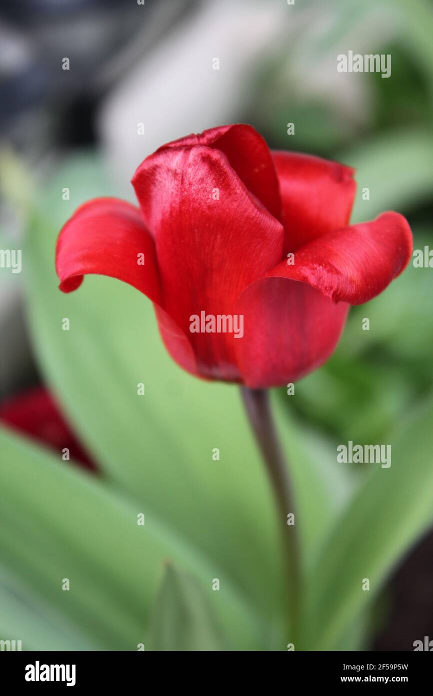 Dwarf tulips the most colourful of spring bulbs hi-res stock ...
