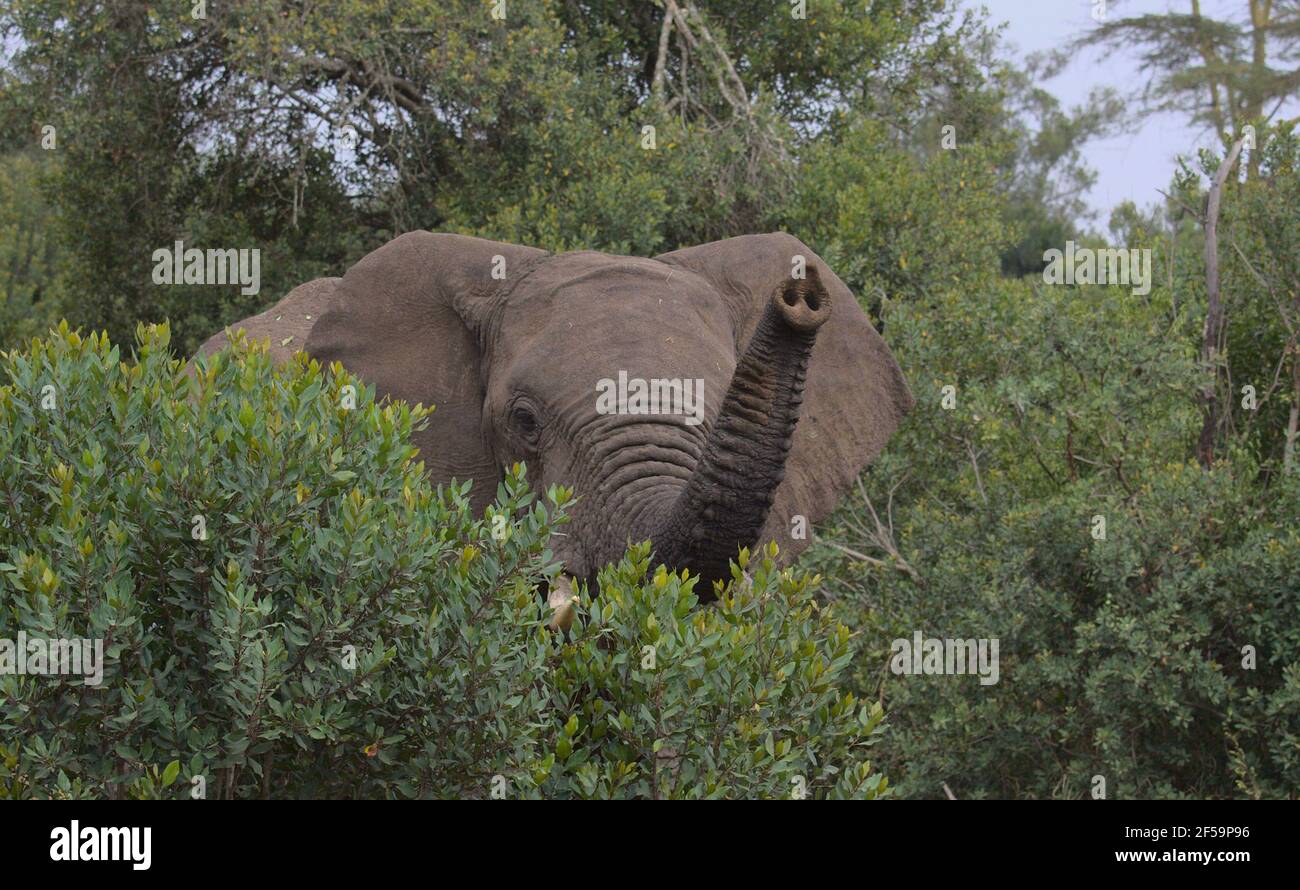 African elephant tusks hi-res stock photography and images - Alamy