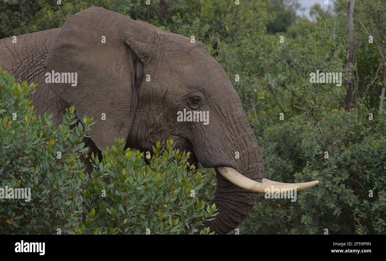 Ol Pejeta: Walking Safari High Resolution Stock Photography and Images ...