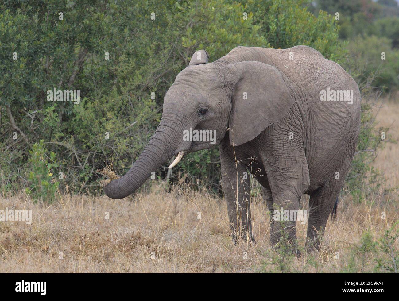 adorable young african elephant using its trunk in the wild to grab ...