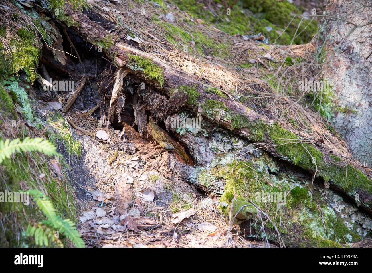 Whole tree and roots hi-res stock photography and images - Alamy
