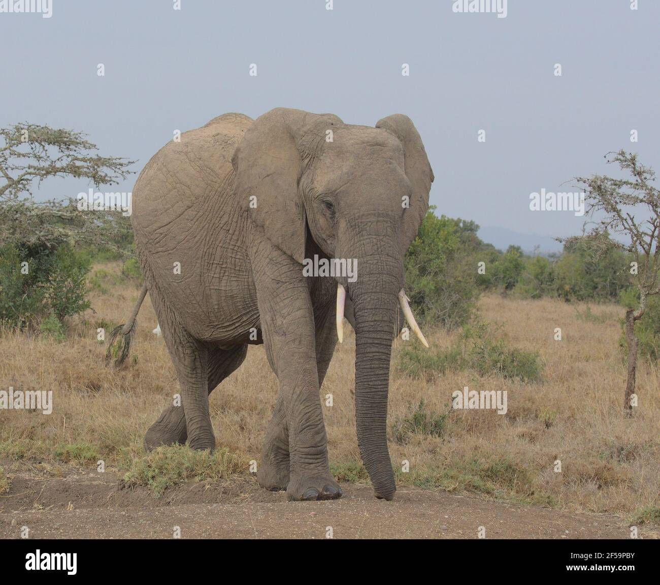 single african elephant walking in the wild savannah of the Ol Pejeta ...