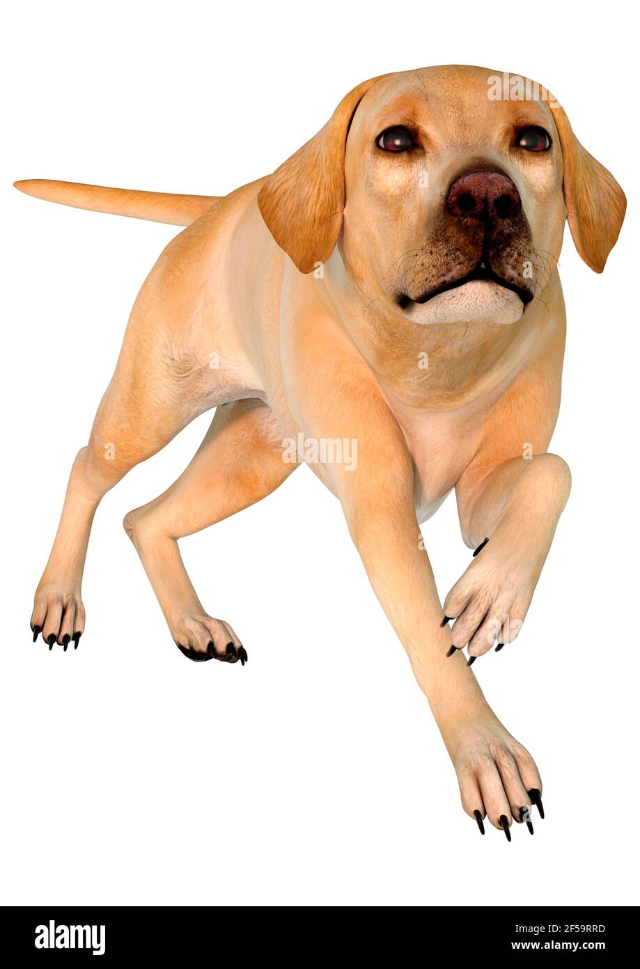 3D rendering of a yellow labrador dog isolated on white background ...