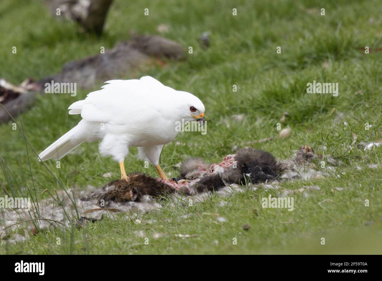 Grey goshawk hi-res stock photography and images - Alamy