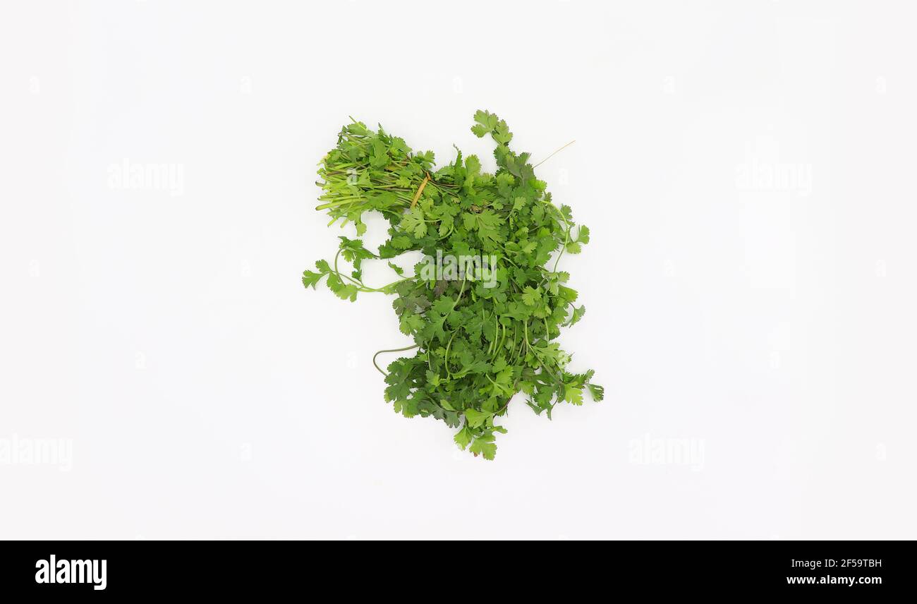 Bunch of fresh coriander leaves over white background Stock Photo - Alamy