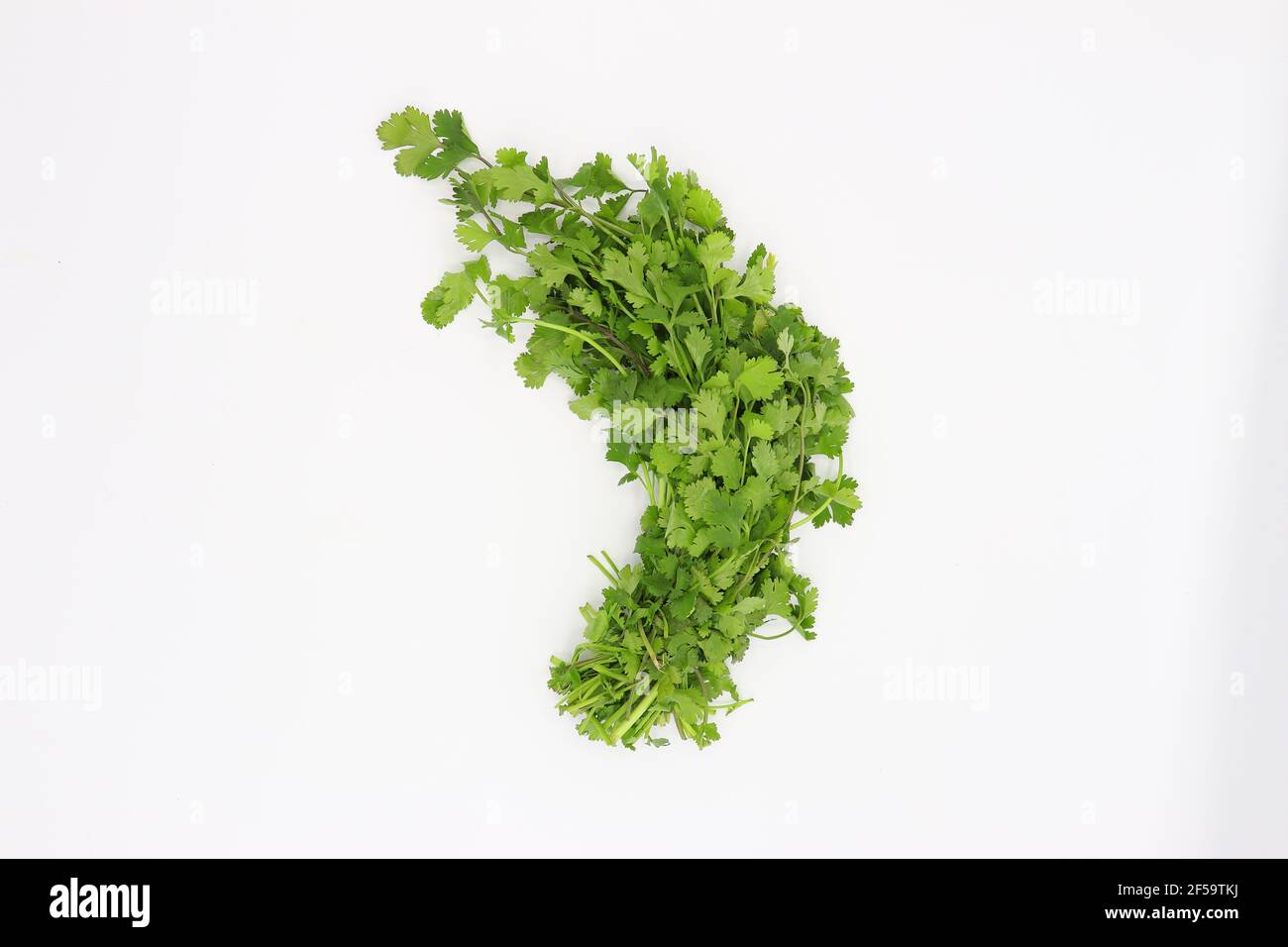 Bunch of fresh coriander leaves over white background Stock Photo - Alamy