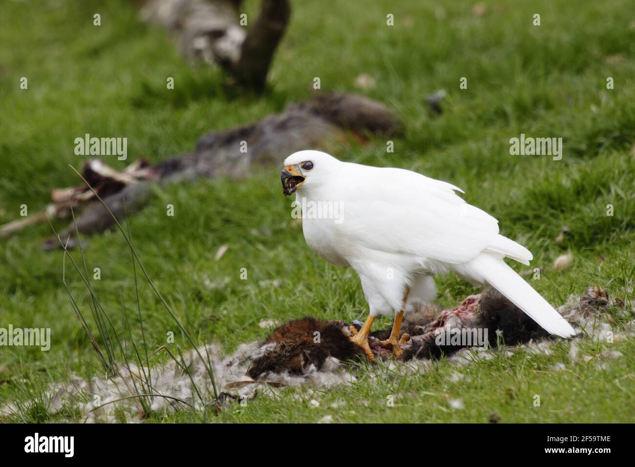 Australian goshawk hi-res stock photography and images - Alamy