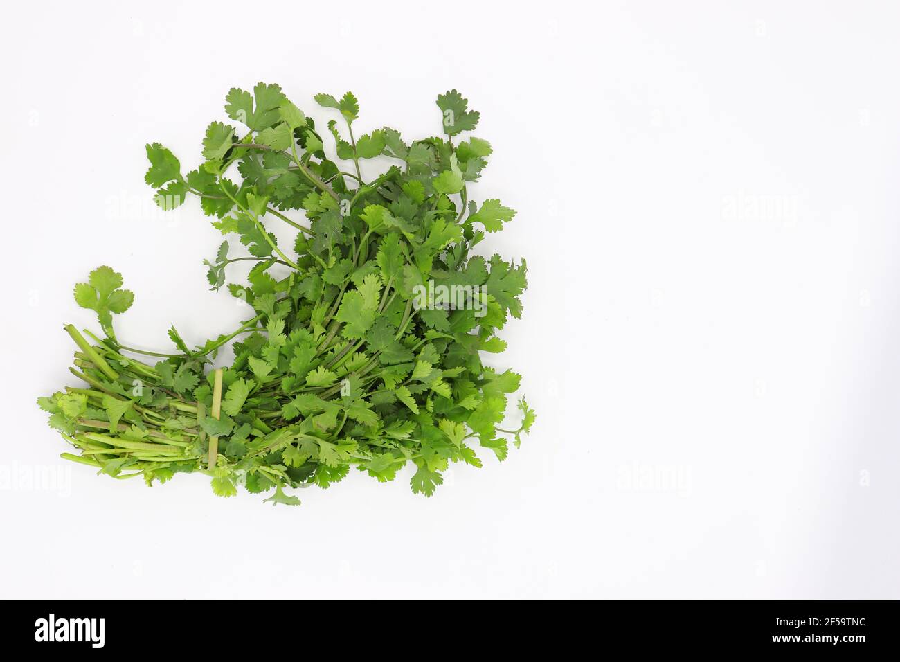 Bunch of fresh coriander leaves over white background Stock Photo - Alamy