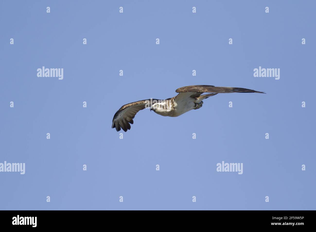 Australian ospreys hi-res stock photography and images - Alamy