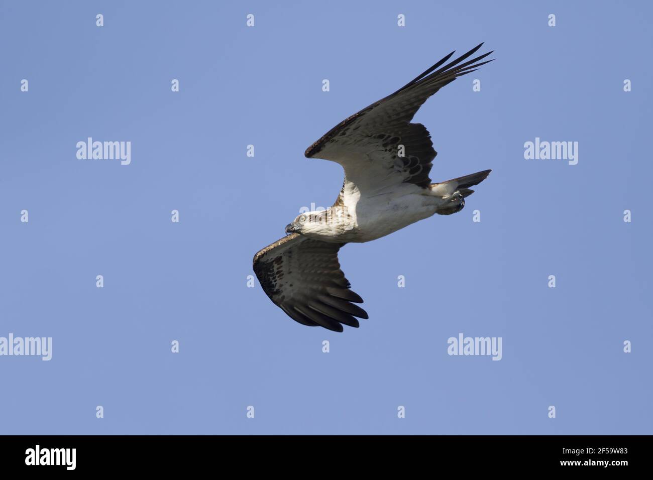 Eastern Osprey - in flight Pandion cristatus Gold Coast Queensland ...