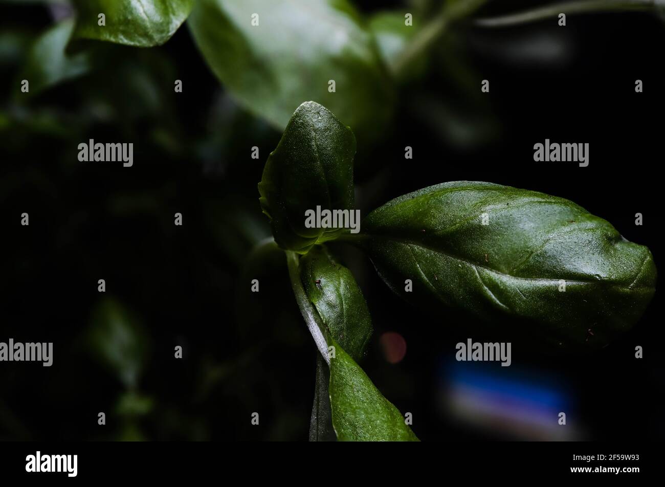 Fresh basil on a dark background. Green basil. Green basil on a dark ...