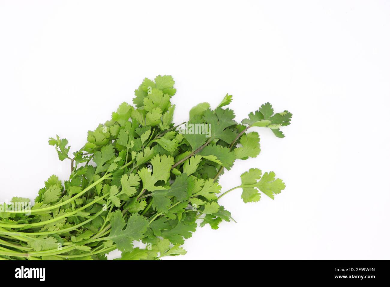 Bunch of fresh coriander leaves over white background Stock Photo - Alamy