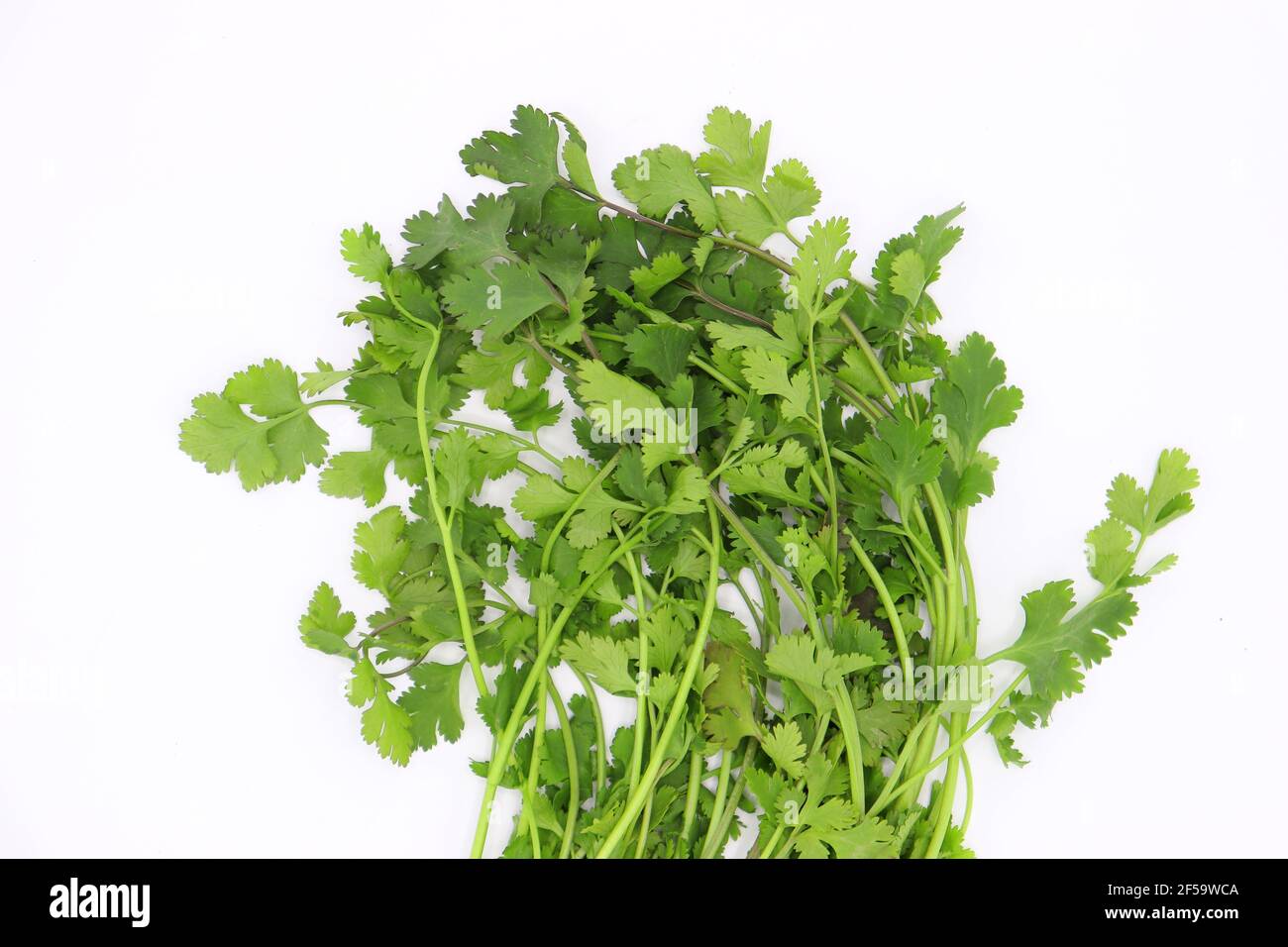 Bunch of fresh coriander leaves over white background Stock Photo - Alamy