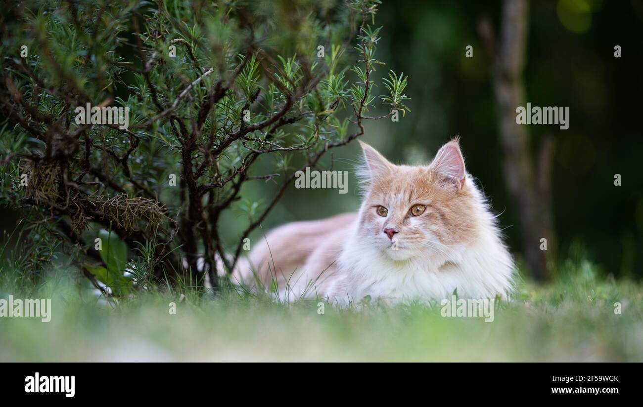 young cream tabby ginger white maine coon cat lying on grass relaxing ...