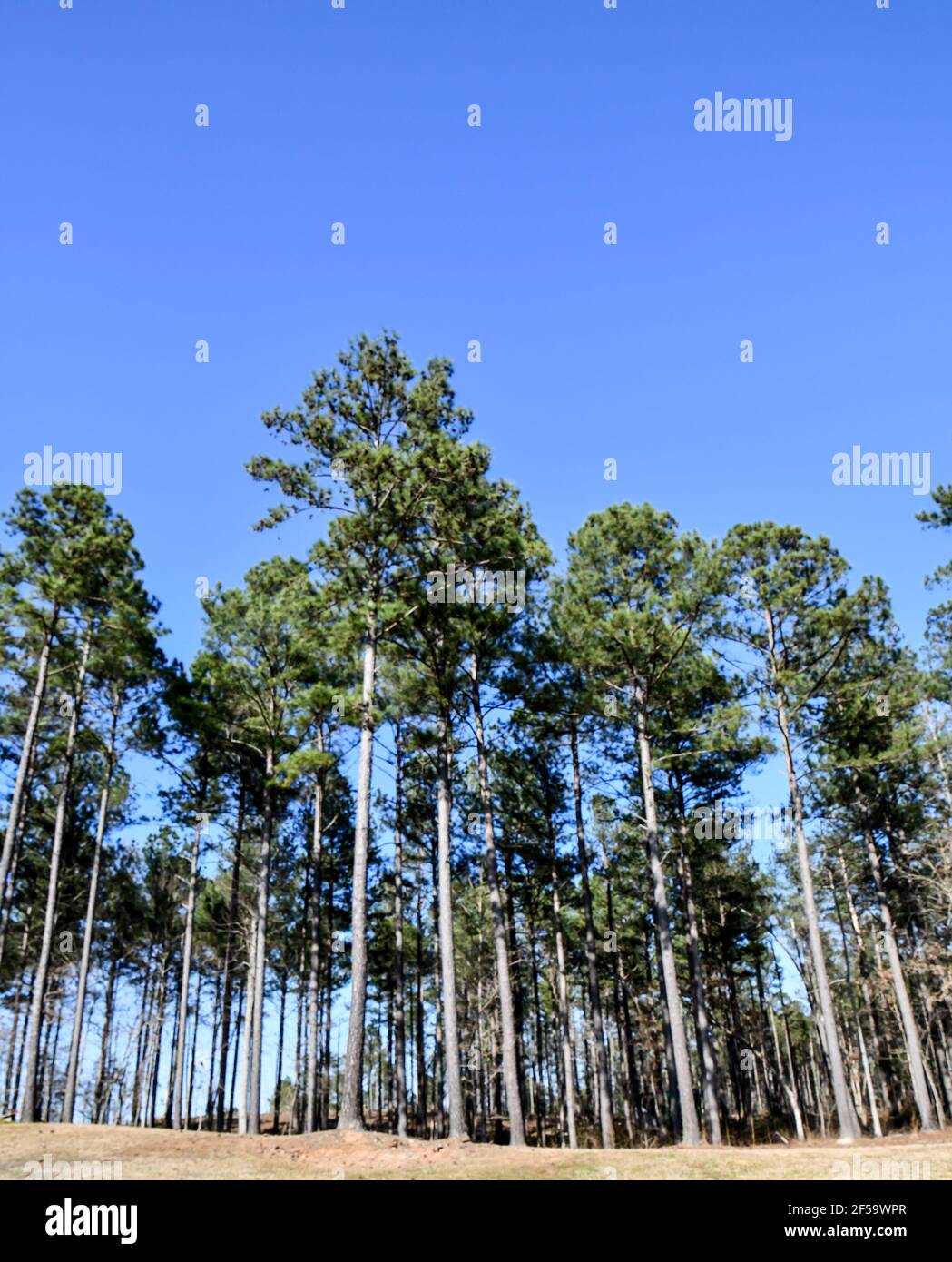 Pine Tree Forest In Georgia