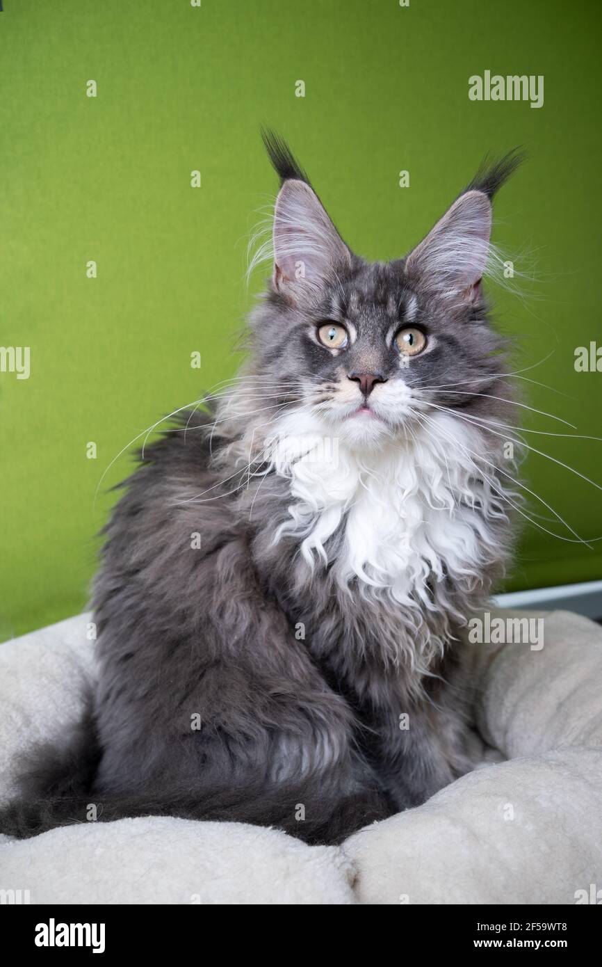 Blue Tabby Maine Coon Maine Coon Kittens For Sale, USA Breeder