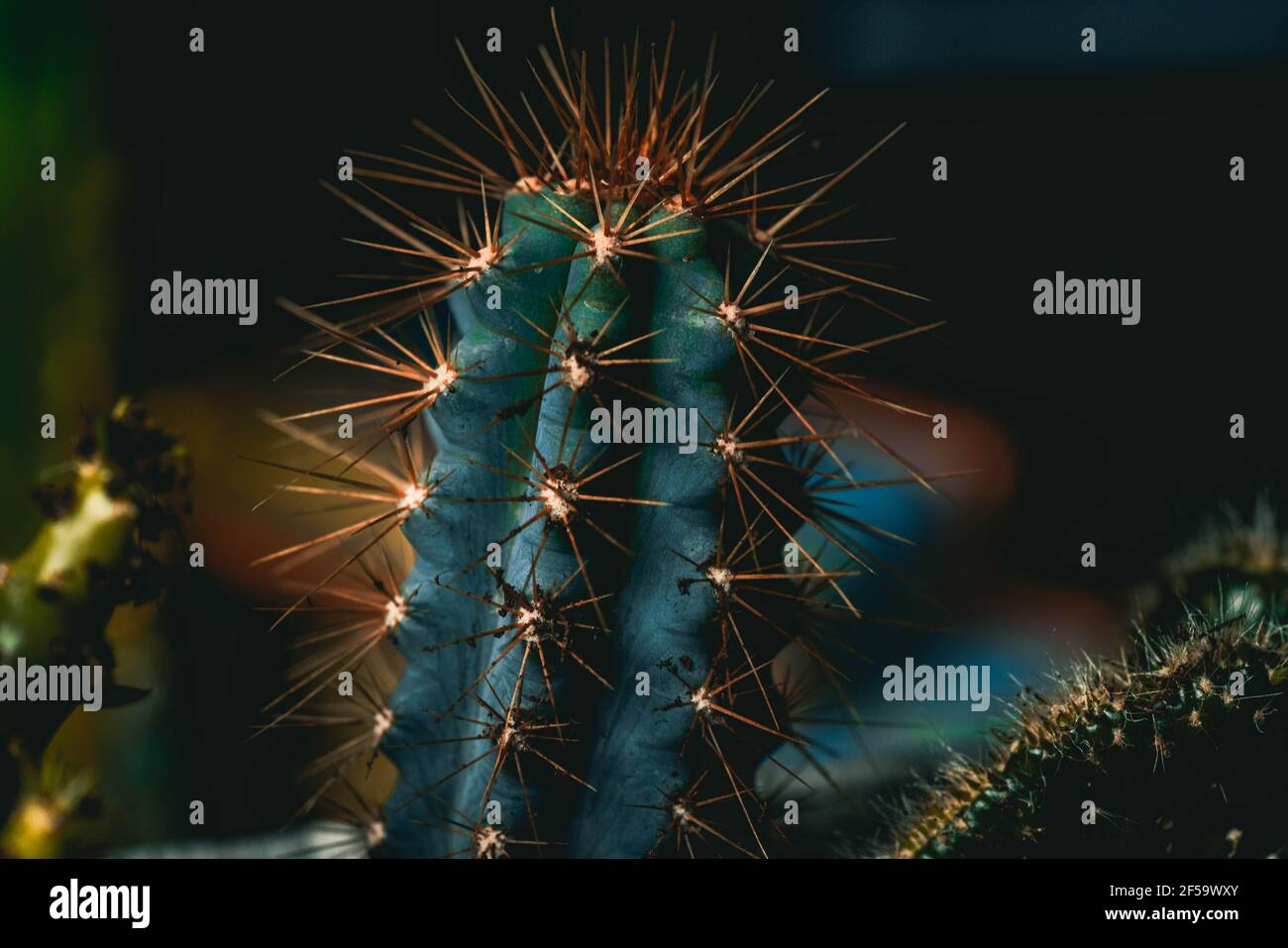 Close up cactus texture detail Stock Photo - Alamy