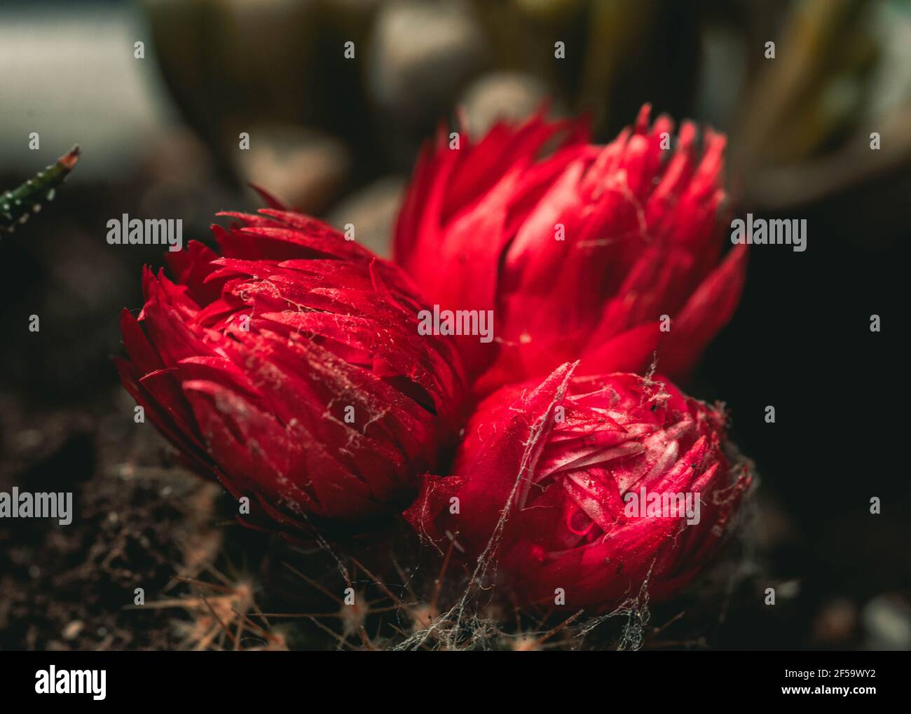 Close up cactus texture detail Stock Photo - Alamy