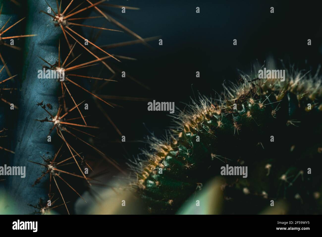 Close up cactus texture detail Stock Photo - Alamy