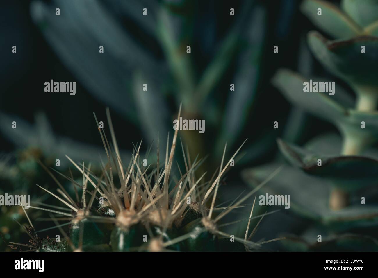 Close up cactus texture detail Stock Photo - Alamy