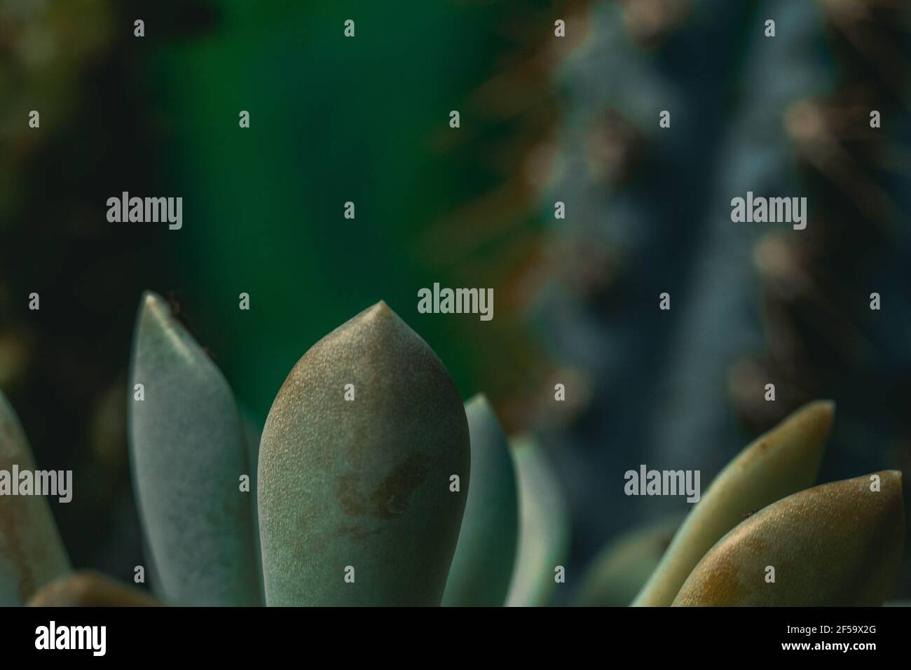 Close up cactus texture detail Stock Photo - Alamy