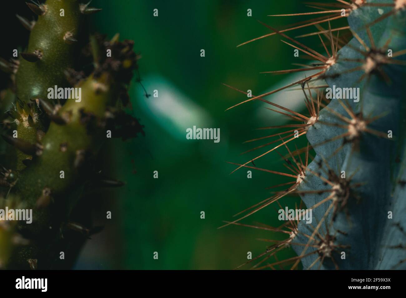 Close up cactus texture detail Stock Photo - Alamy