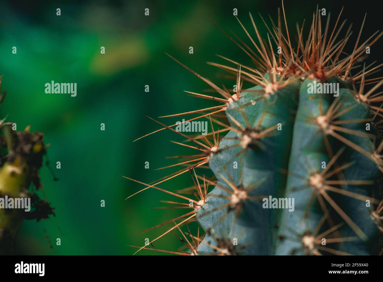 Close up cactus texture detail Stock Photo - Alamy