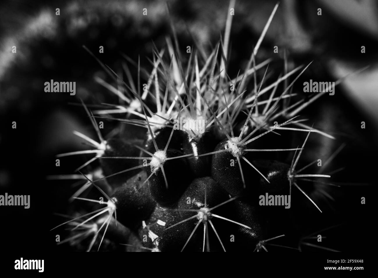 Close up cactus texture detail Stock Photo - Alamy
