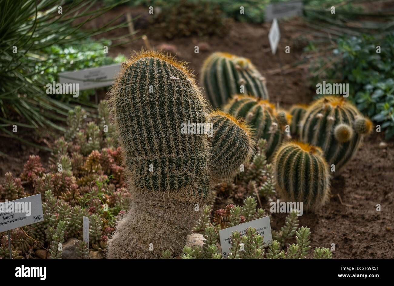 Close up cactus texture detail Stock Photo - Alamy