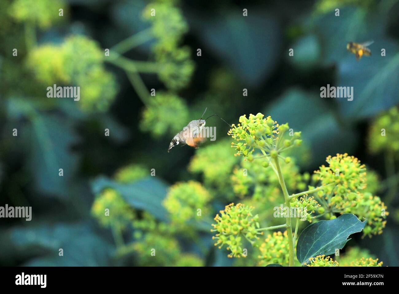 A fast moth that collects nectar from flowers Stock Photo - Alamy