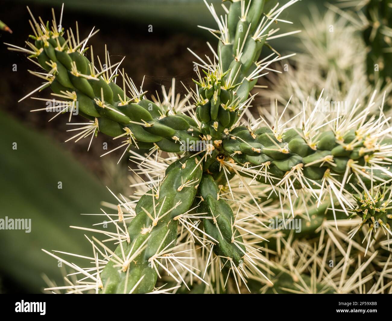 Close up cactus texture detail Stock Photo - Alamy