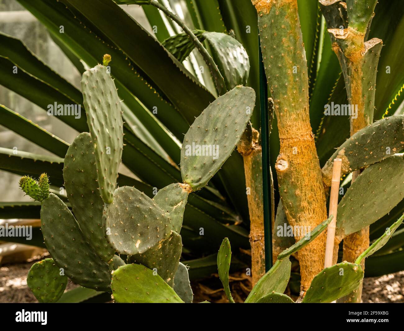 Close up cactus texture detail Stock Photo - Alamy