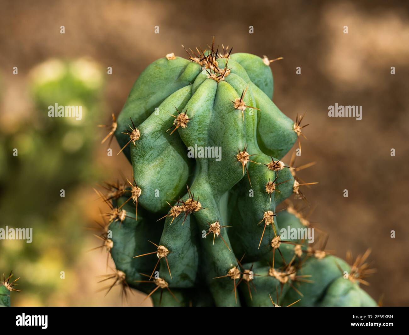 Close up cactus texture detail Stock Photo - Alamy