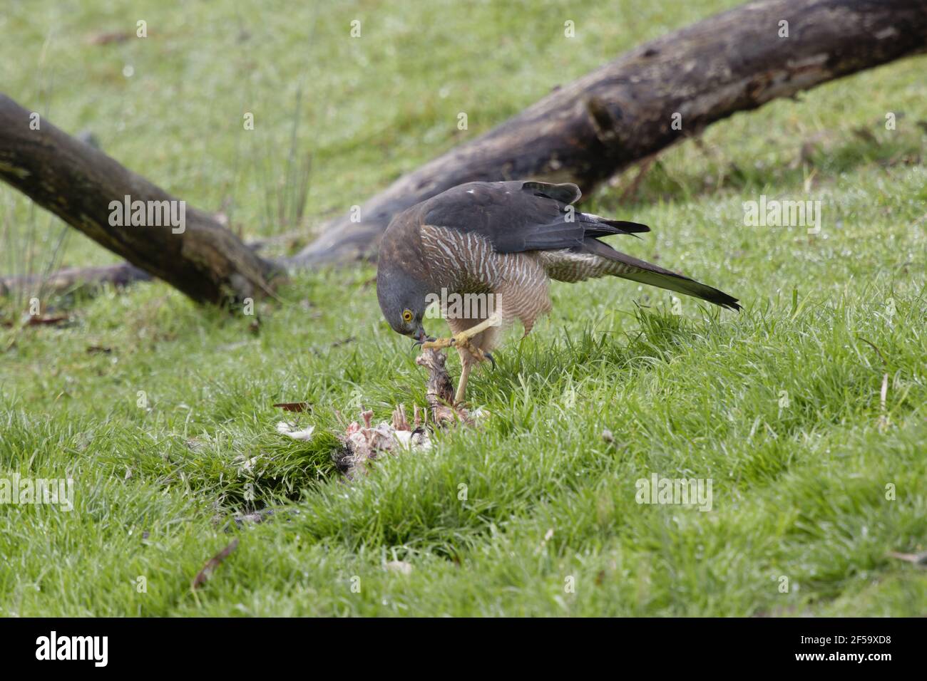 Australian goshawk hi-res stock photography and images - Alamy