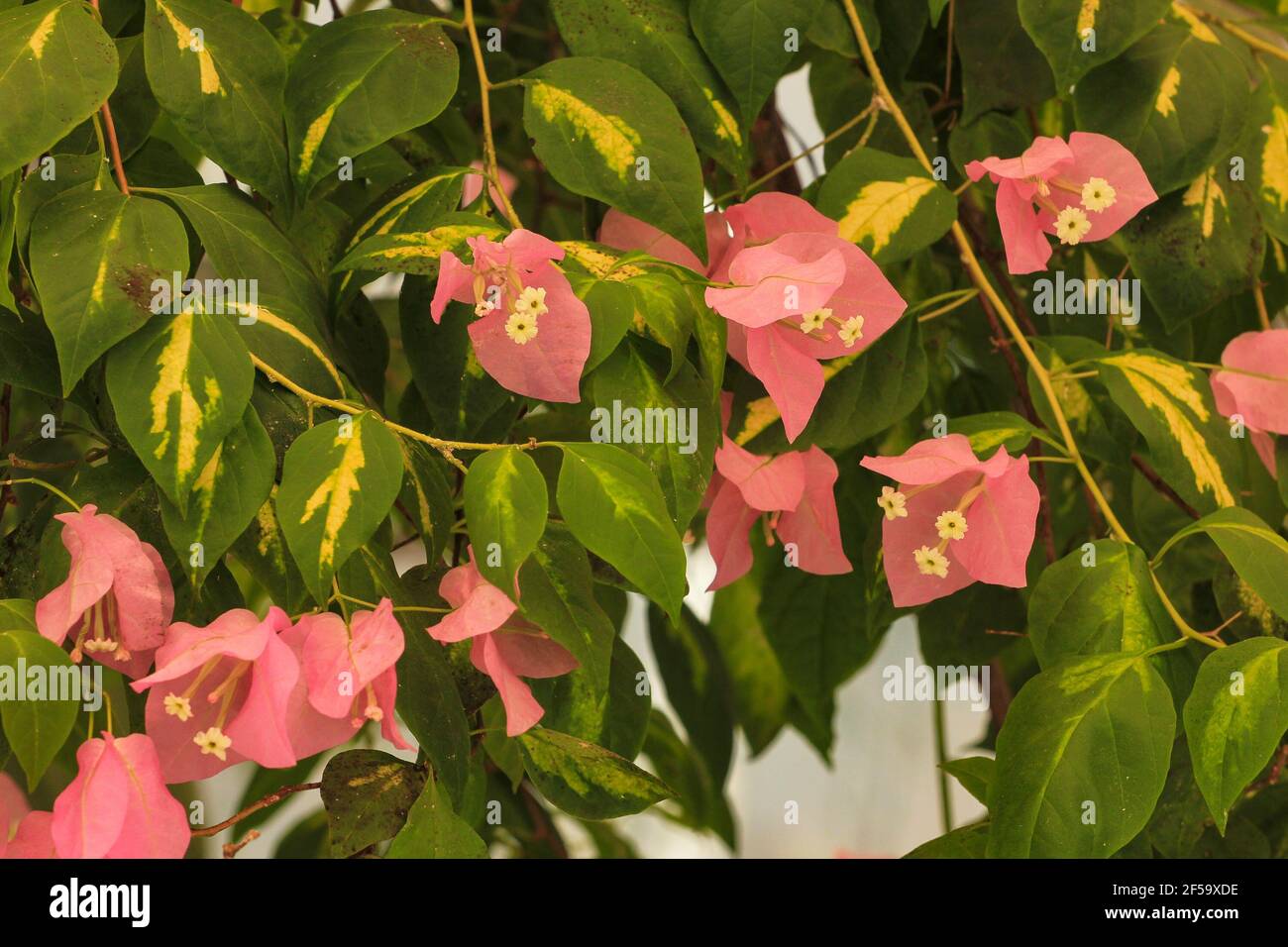 Beautiful red flowers on the bush. Botanical Garden Stock Photo - Alamy