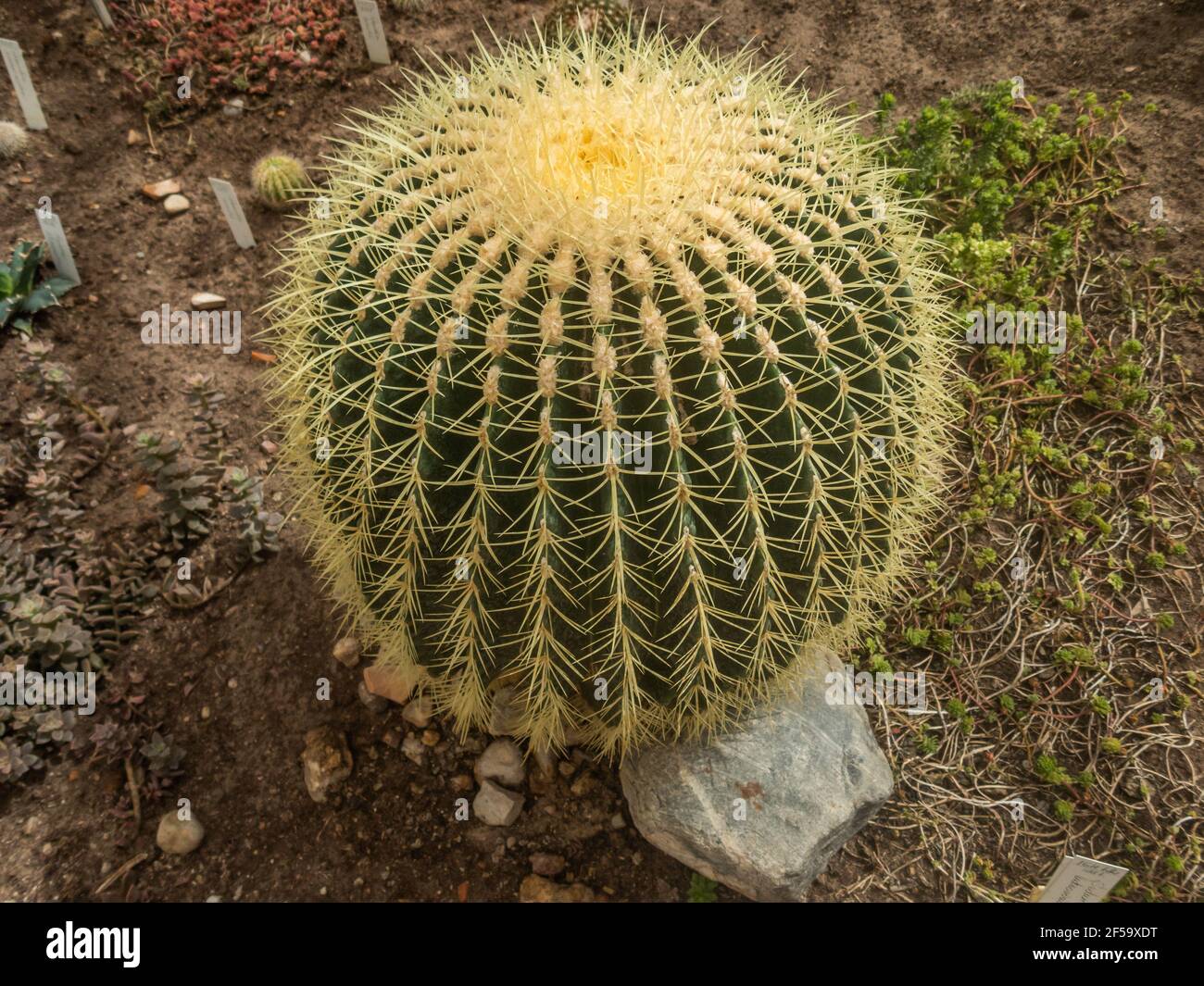 Close up cactus texture detail Stock Photo - Alamy