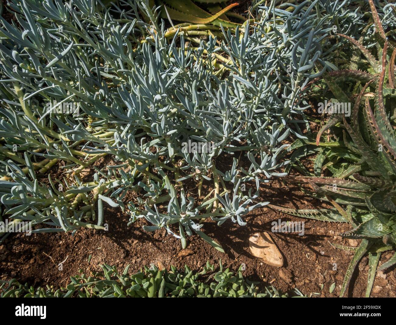 Close up cactus texture detail Stock Photo - Alamy